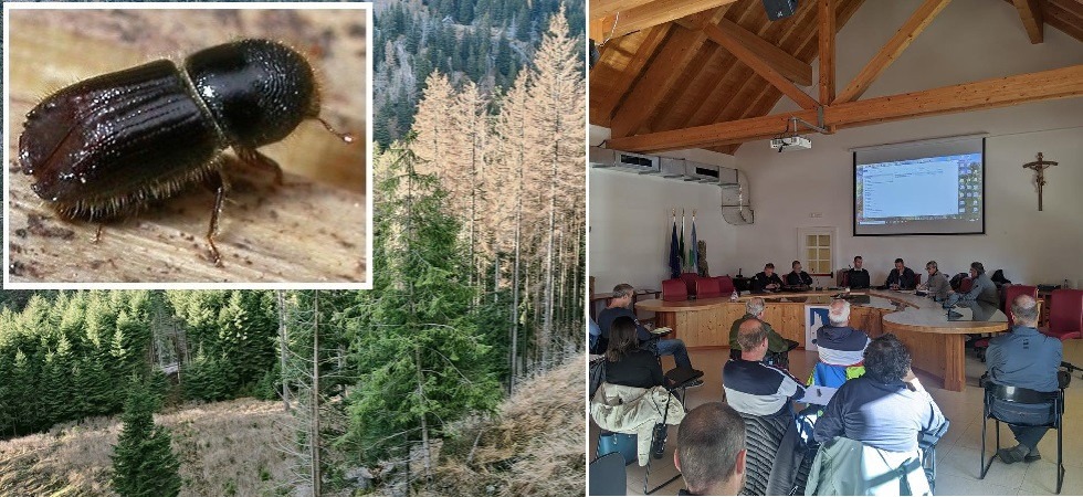 Emergenza bostrico, in Val di Fassa colpiti 600 ettari di bosco e ...
