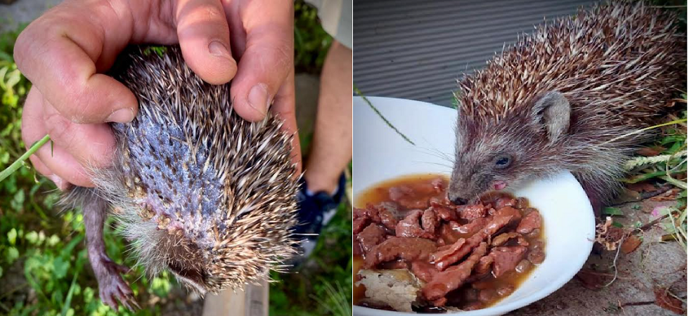 Un piccolo riccio preso a calci dai bambini e ridotto in fin di vita ...