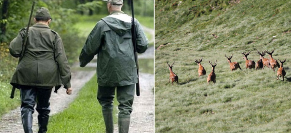 Il via libera all'abbattimento di 100-180 cervi nel parco dello Stelvio ...