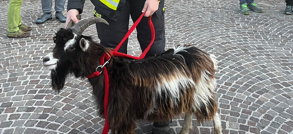 Capretta 'in fuga' finisce sulla rotatoria (FOTO): attirata con del ...