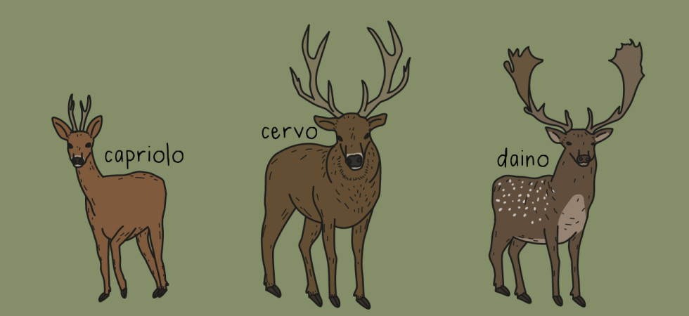 Capriolo, cervo, daino, come riconoscere queste tre specie? - L ...