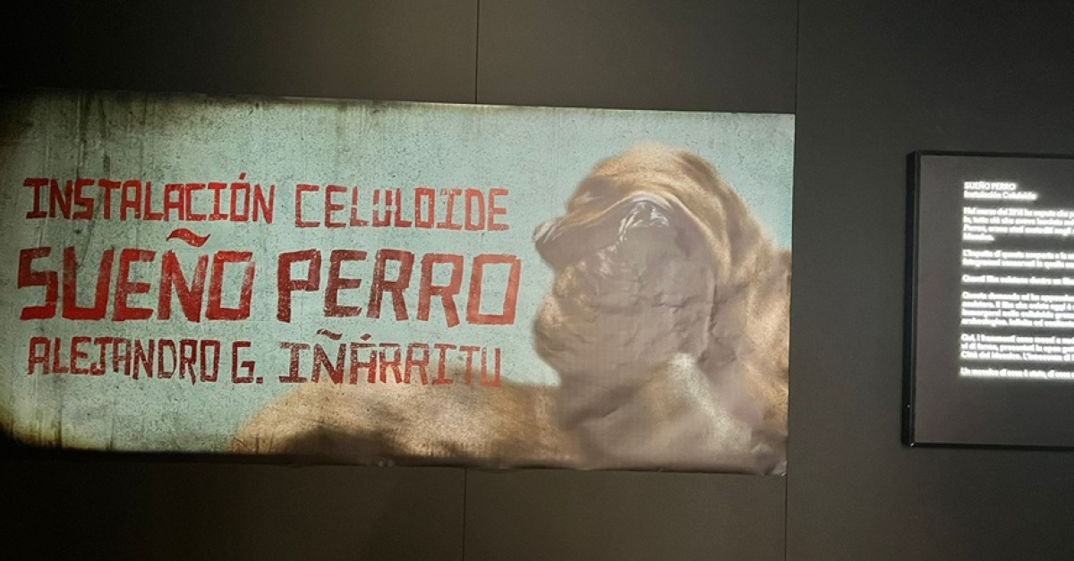 "Sueno Perro-Instalacion celuloide": rivive "Amore Perros" - il Dolomiti