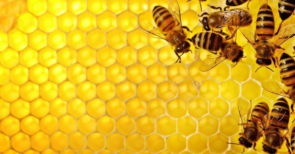 Le api non temono il freddo ma la casetta va orientata con l'apertura a ...