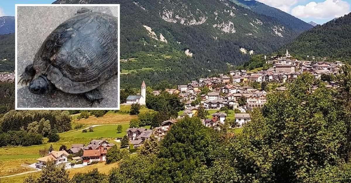 Testuggine trovata a quasi 900 metri di quota, l’appello del Comune ...
