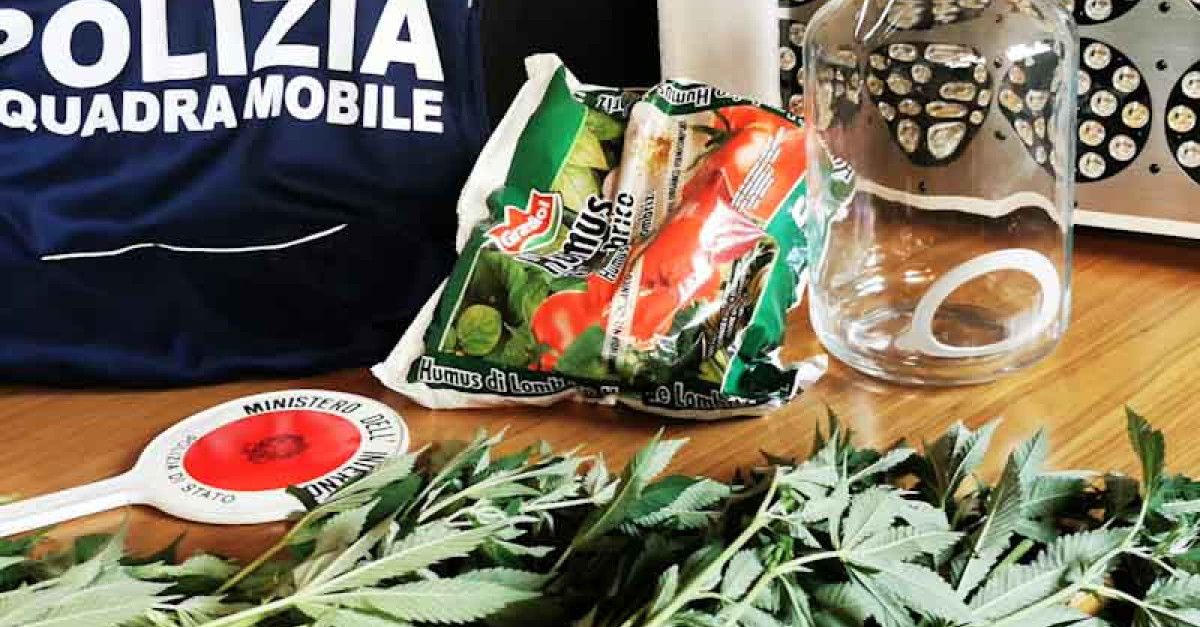 Avevano una serra con 60 piante di marijuana e una soffitta dove ...