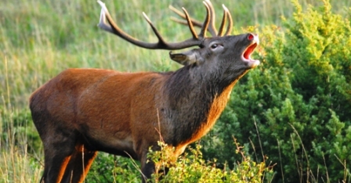 Coppia di anziani caricata da un cervo, la donna elitrasportata in ...
