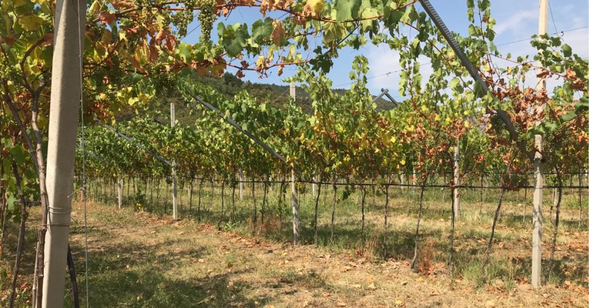 Crisi idrica: il pozzo di Mori resta secco per 10 giorni e si contano ...