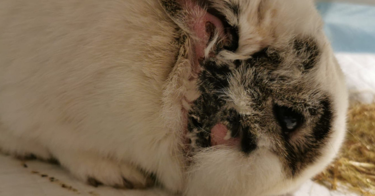 "Il coniglietto Rambo è stato morso dal gatto con cui conviveva", il ...