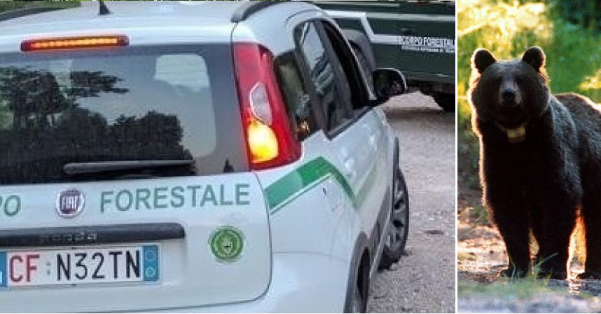 Orso travolto da una macchina, in azione il corpo forestale. L'animale ...