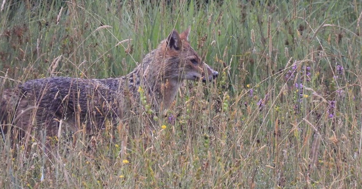 Sciacallo dorato, la nuova specie che si sta espandendo in Trentino: sul territorio si ...