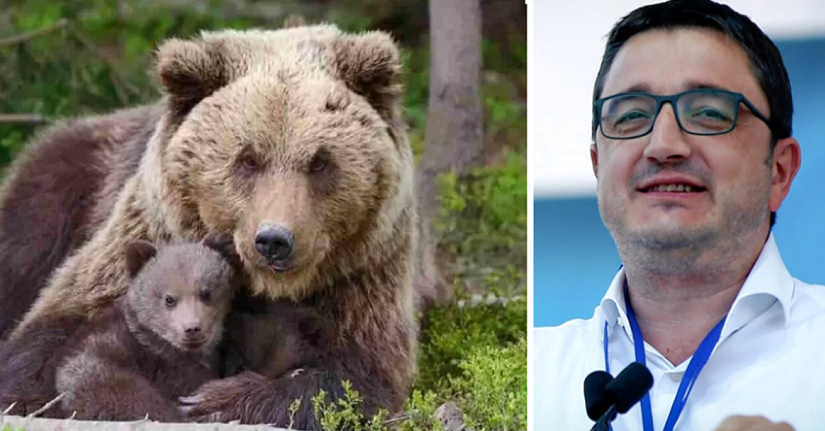 Falso attacco di orsa con piccolo, campioni organici recuperati. La Pat ...