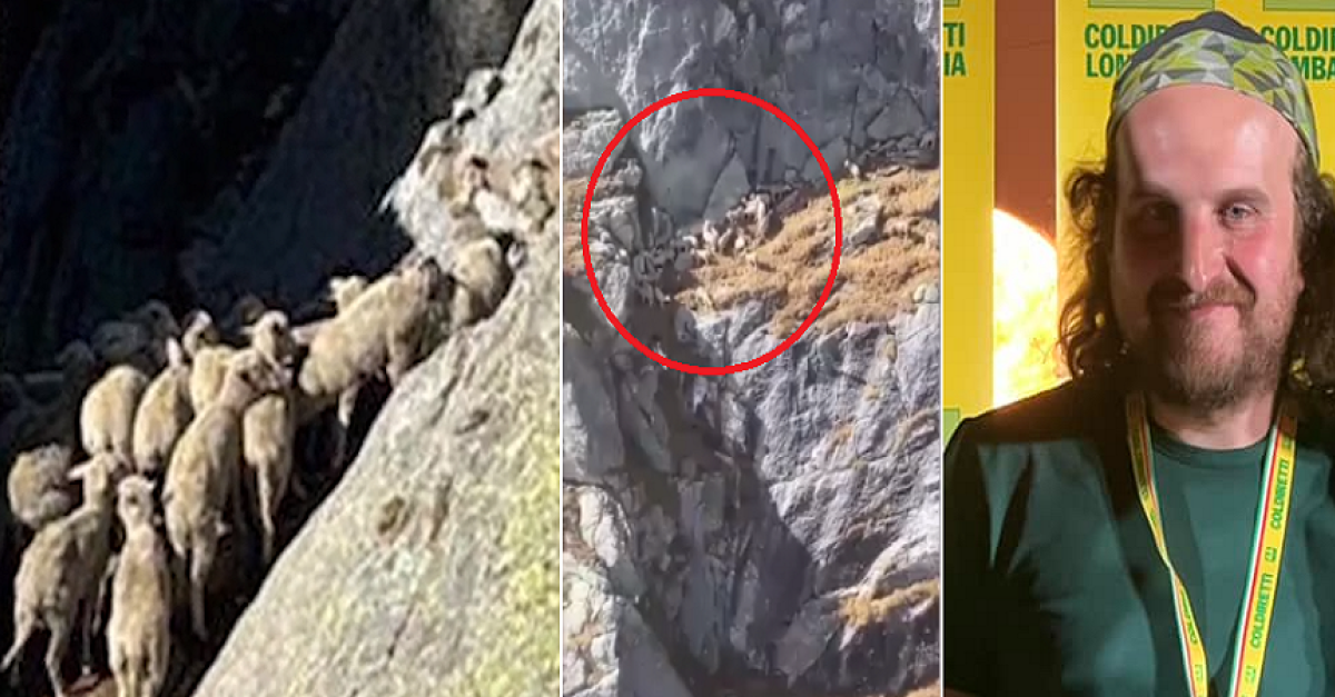 Decine di pecore bloccate su un precipizio (una ventina già precipitate ...