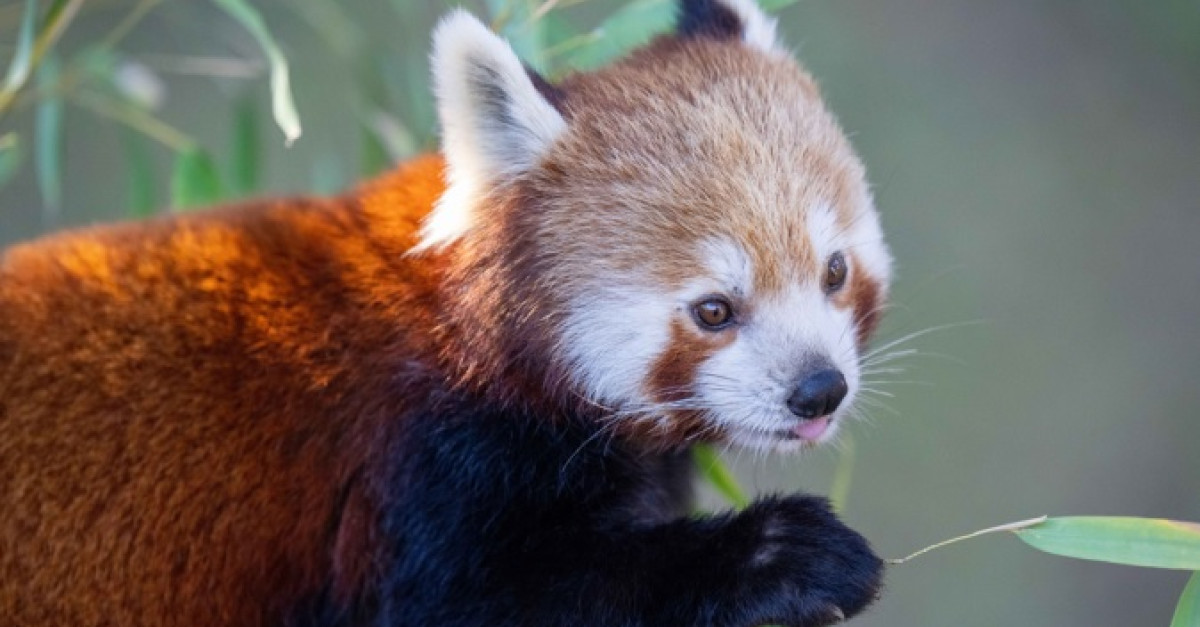 Un nuovo panda rosso al Parco natura viva di Bussolengo, il ...