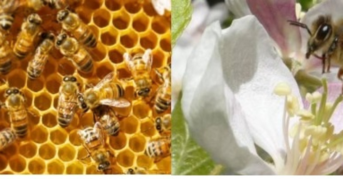 "Gestiamo le api in modo naturale", Daniele dell'azienda agricola ...