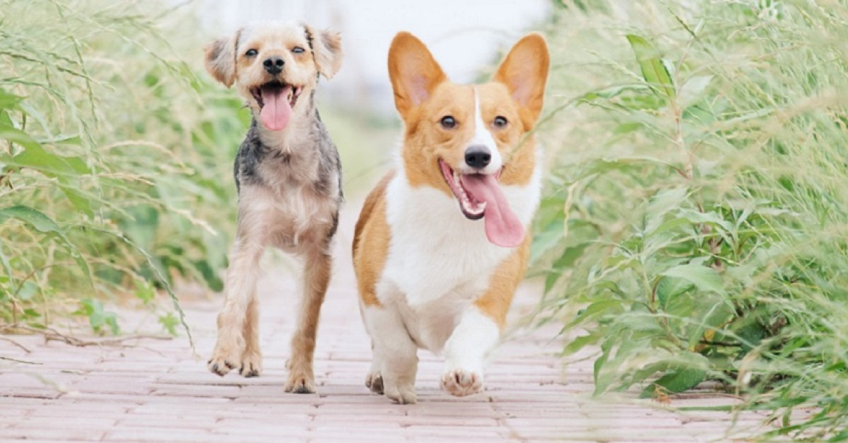 Assicurazione cani: cos'è, come funziona, quando è indispensabile - il ...