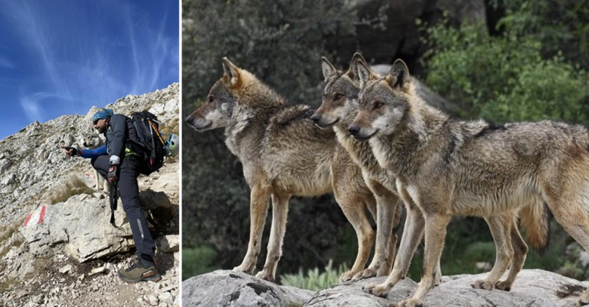 “Emergenza lupi in Alpago? Ecco perché non credere a titoli da ...