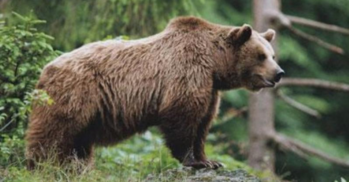 Animali a rischio estinzione in Italia: come il Wwf sta proteggendo il ...