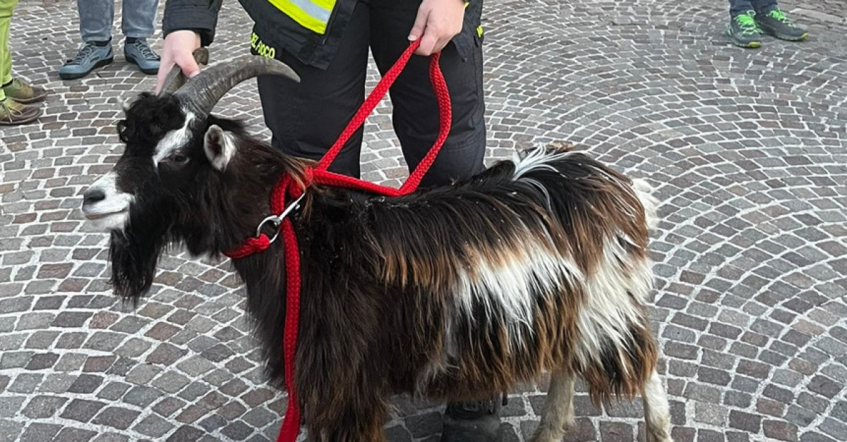 Capretta 'in fuga' finisce sulla rotatoria (FOTO): attirata con del ...