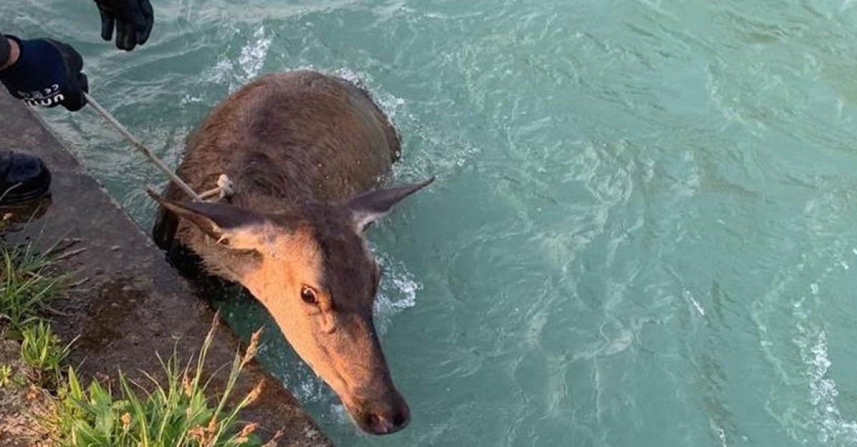 Cerva cade in un canale e rischia di annegare: delicato intervento dei ...
