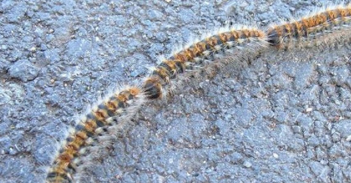 Processionaria, l'appello di Autonomisti per Trento: "Necessario ...