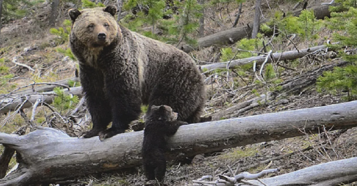 Dall'orso che stacca la targa a una Panda a quello che ha colpito in ...
