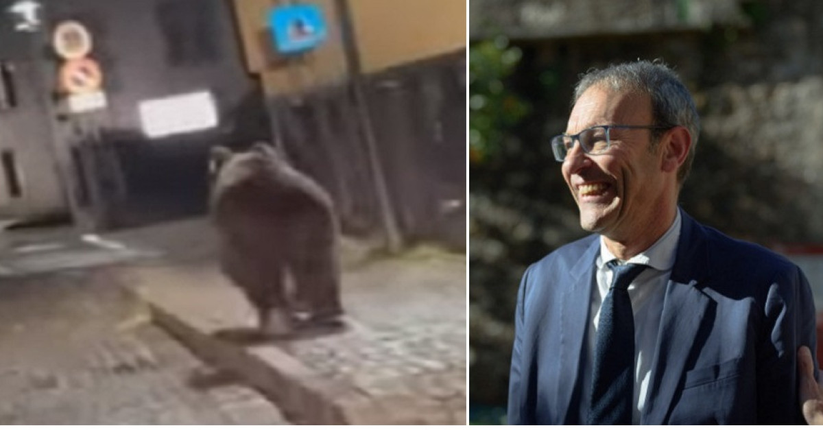 Orso in centro a Malè, "Non si esclude la cattura per mettergli il ...