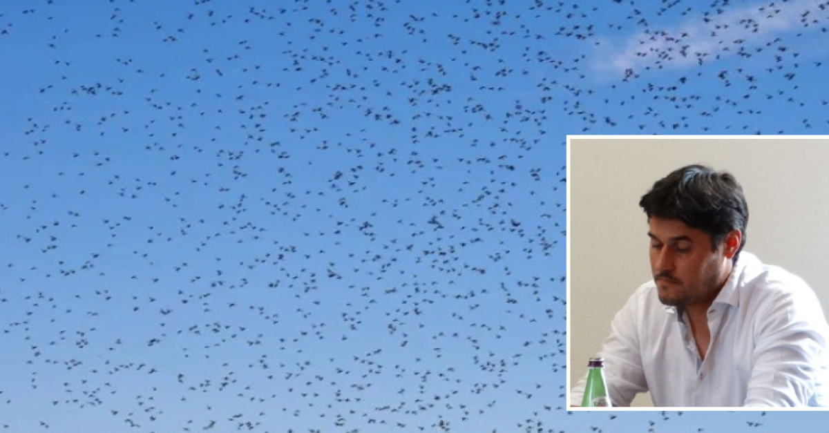 Invasione di piccoli insetti volanti sul Garda, Gavazzoni: "Si ...