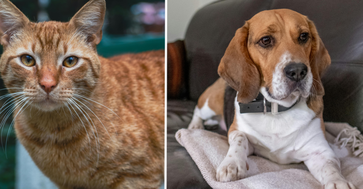 "Cani reclusi in box piccolissimi, molti gatti abbandonati e smarriti ...