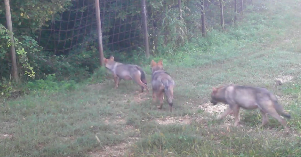 Collare satellitare per il lupo Andrea (VIDEO): nella zona del suo branco predazioni anche su ...