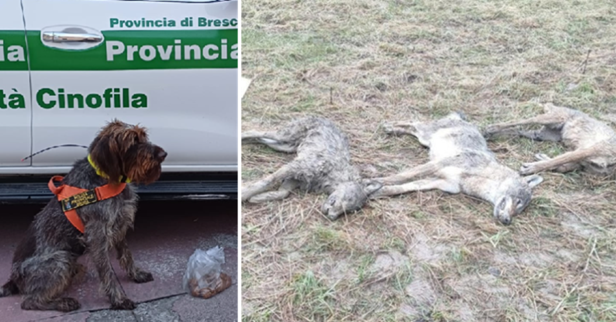 "E' un valido aiuto e già pensiamo a un altro cane in supporto a Sole ...