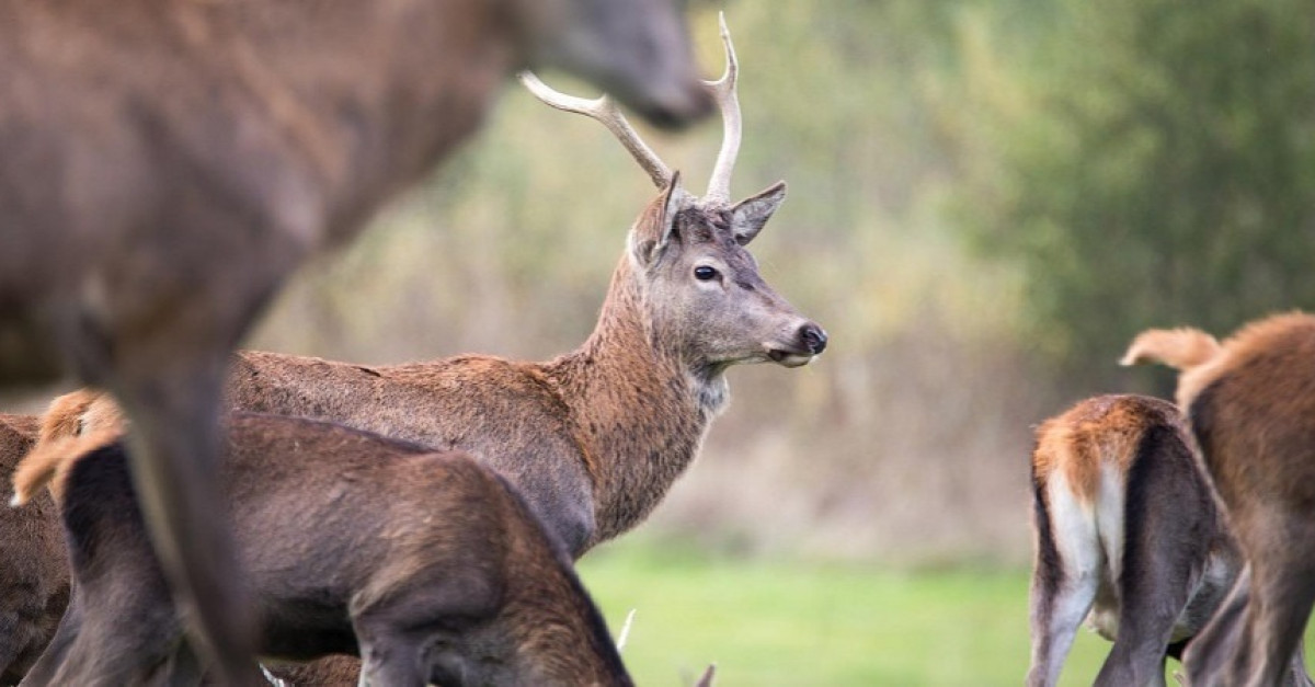 "Si spara contro i cervi solo come extrema ratio", via al piano ...