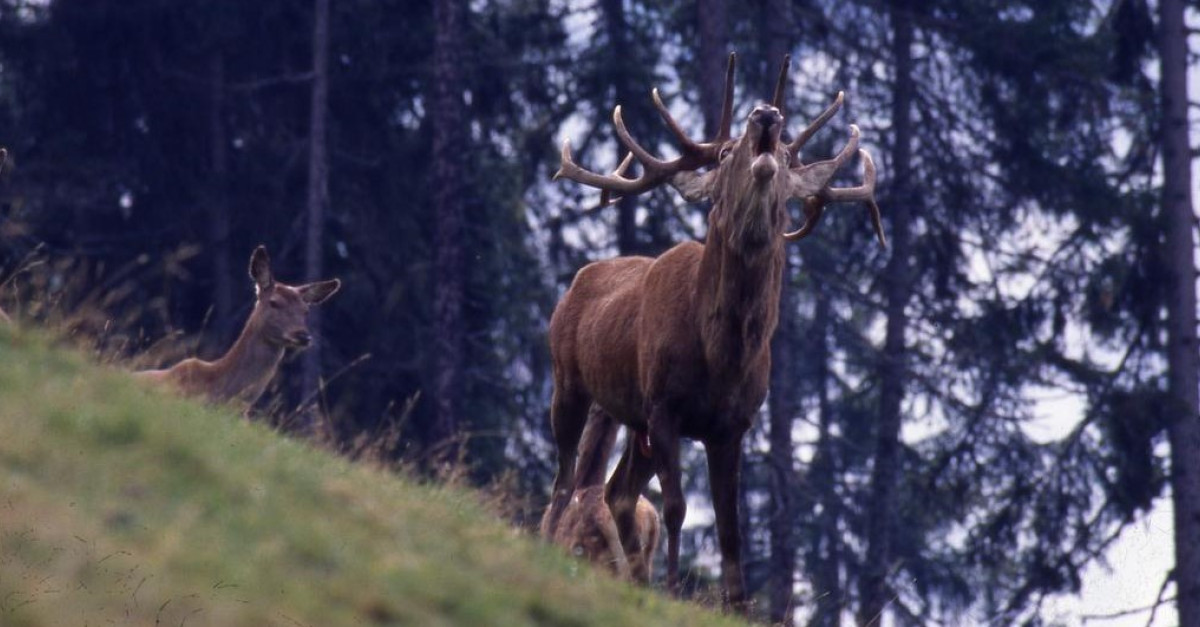 Caccia, dal cervo al camoscio fino al tordo sassello: ecco quando ...