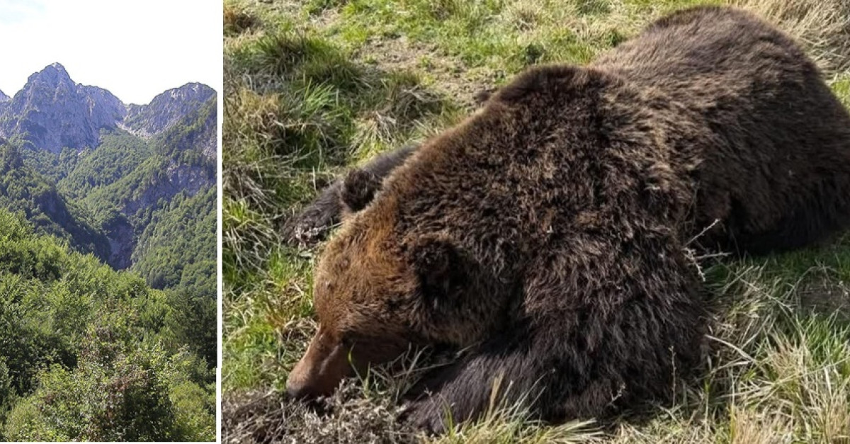Orso trovato morto da due escursionisti: presentava tracce di sangue ...