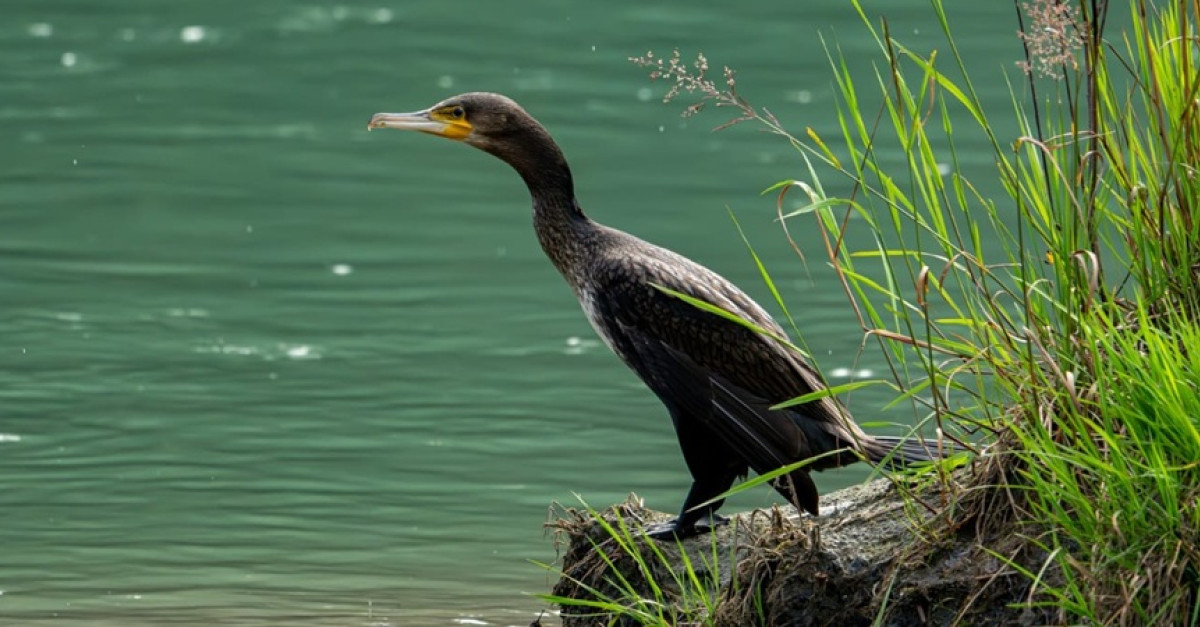 Tra cormorani in crescita e trote da proteggere, l'appello dell'Unione ...