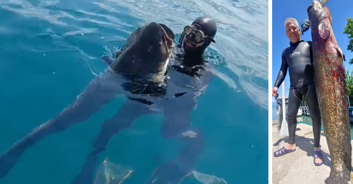 Avvistato il "mostro del Garda", un enorme pesce siluro lungo 3 metri ...