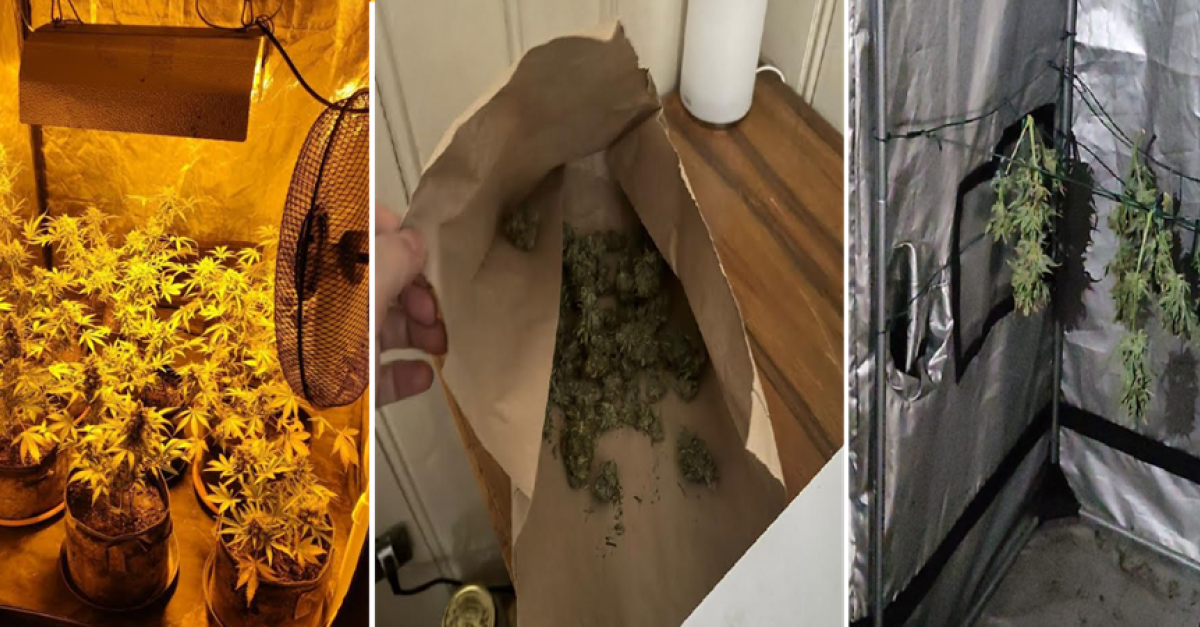 Una coltivazione di marijuana in casa: dalla serra elettrica all'area ...