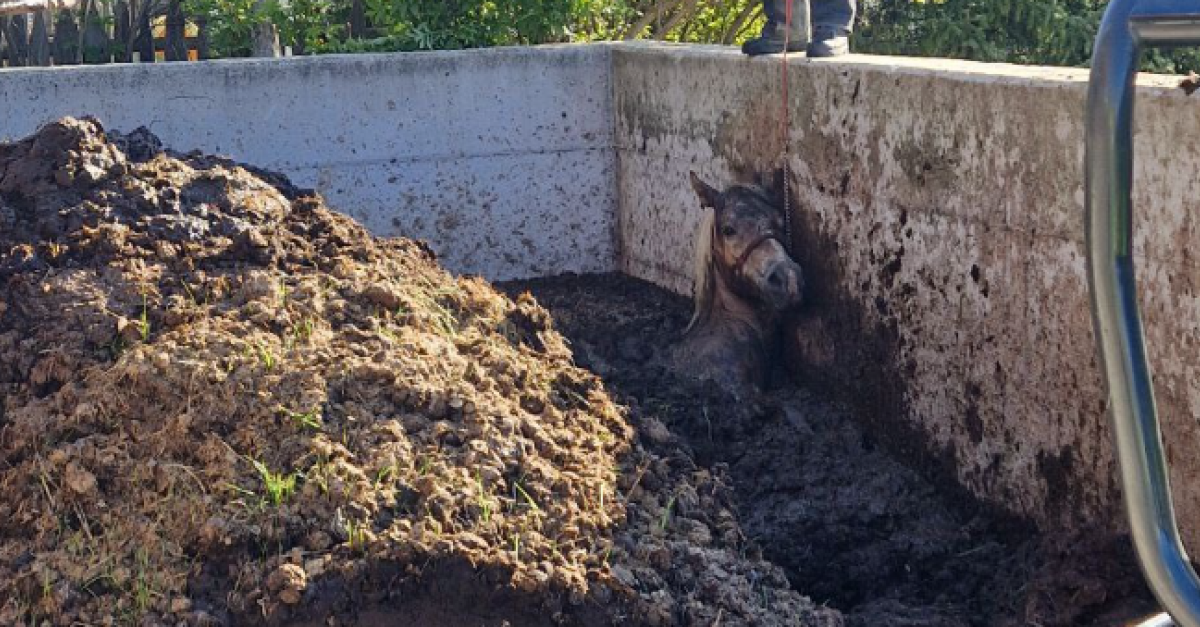 Cavallo rimane intrappolato nel letame (FOTO), accorrono i vigili del ...