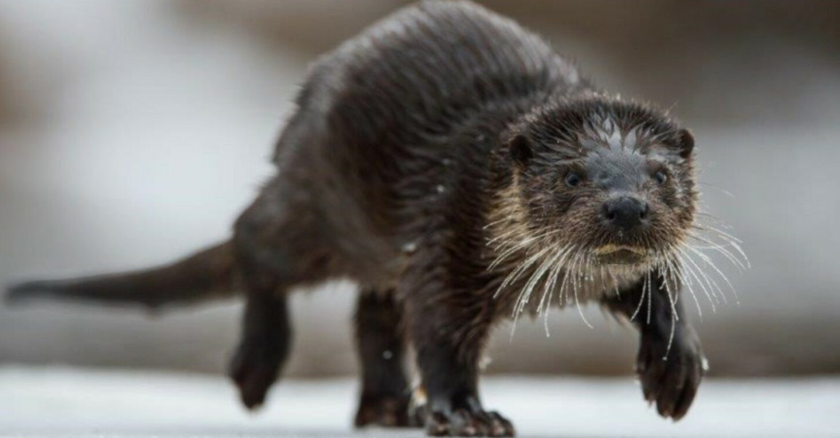 La lontra riappare nel bacino dell'Adige: la specie un tempo estinta ...