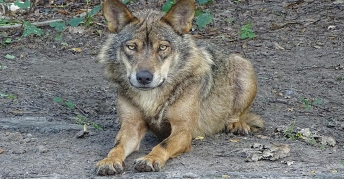 Pastore morso da un lupo in val Chisone e si pensa all'abbattimento, il ...