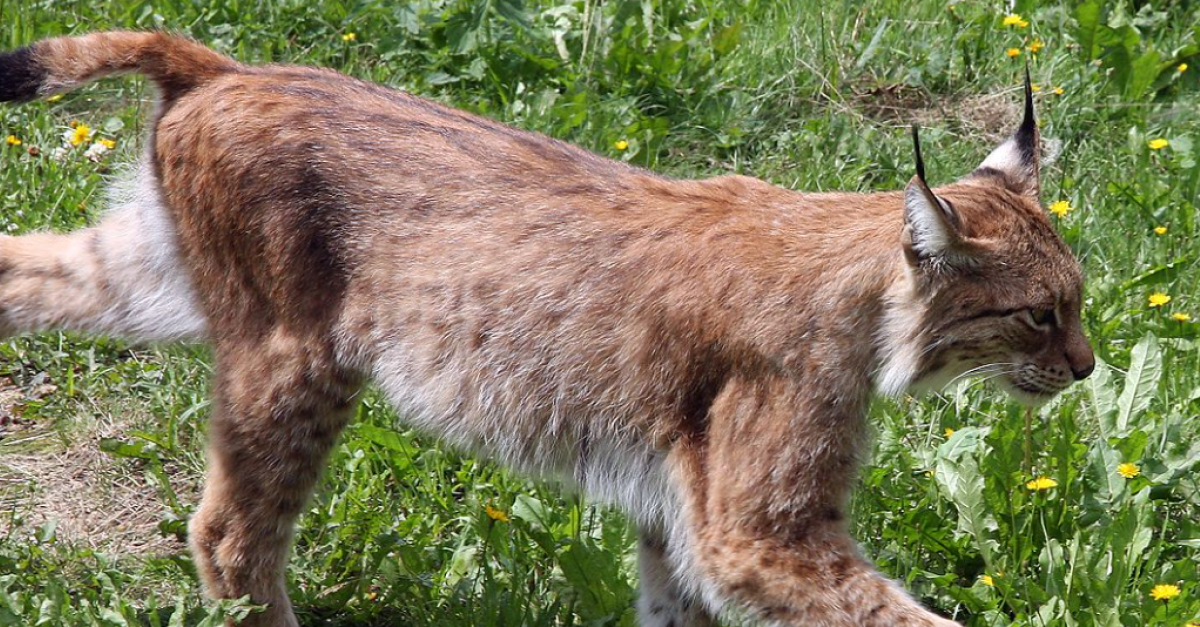 "Si avvicinava troppo alle persone": abbattuta una giovane lince ...