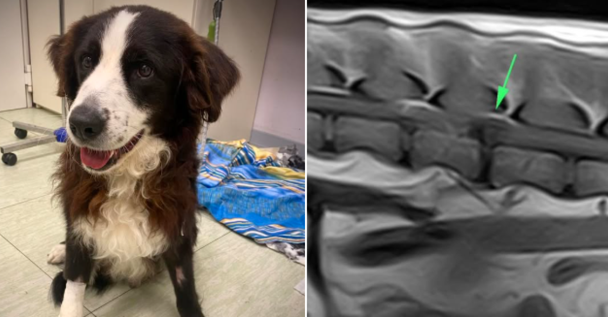 "Prima i dolori e la debolezza, poi la paraplegia": storia del cane ...