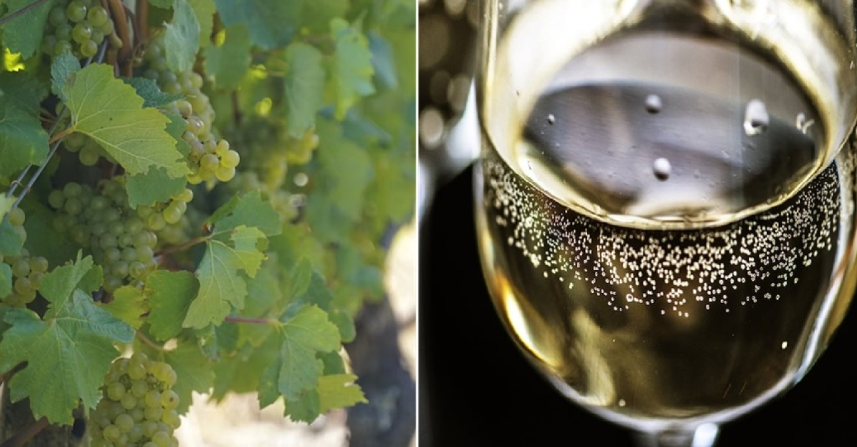 Tre Bicchieri 2026, il Gambero Rosso premia 13 vini trentini: tra ...
