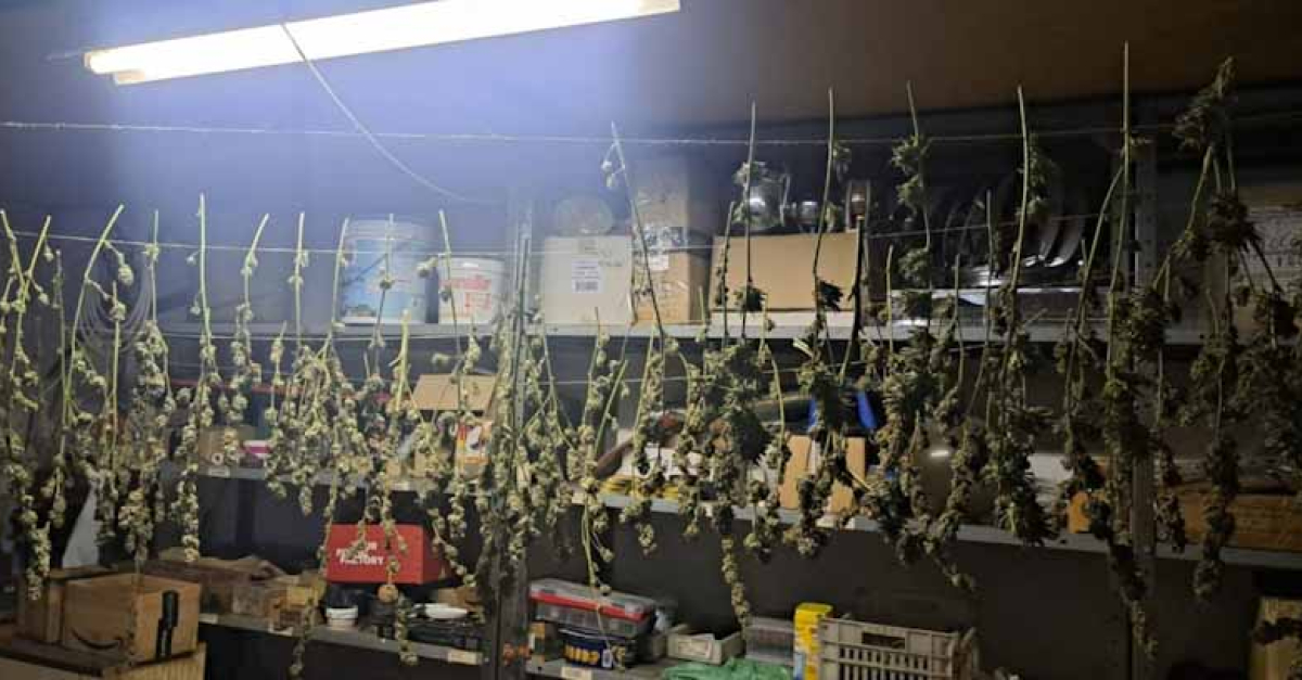 Piante alte due metri e oltre 1 chilo e mezzo di marijuana messa ad ...