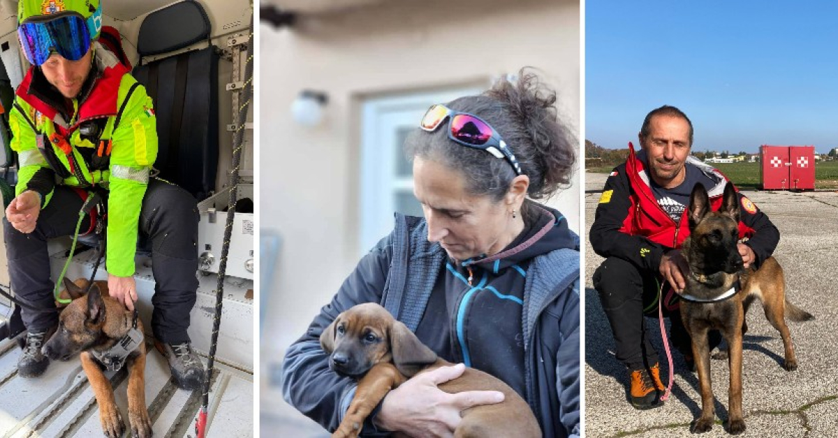 Tre nuovi cuccioli per il Soccorso Alpino Veneto: brevetto per Sky ...