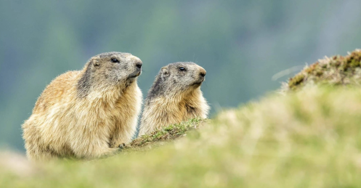 Le marmotte fanno danni nel territorio olimpico e vengono "sfrattate ...