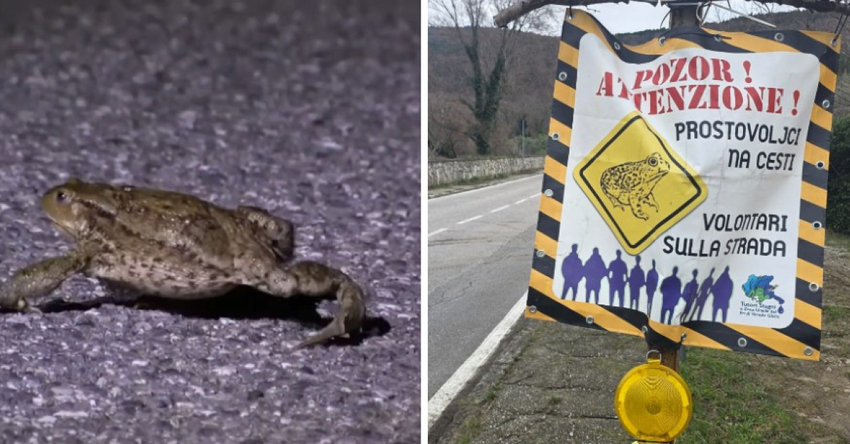 Anfibi falciati dalle auto: volontari in strada per salvare rane, rospi ...