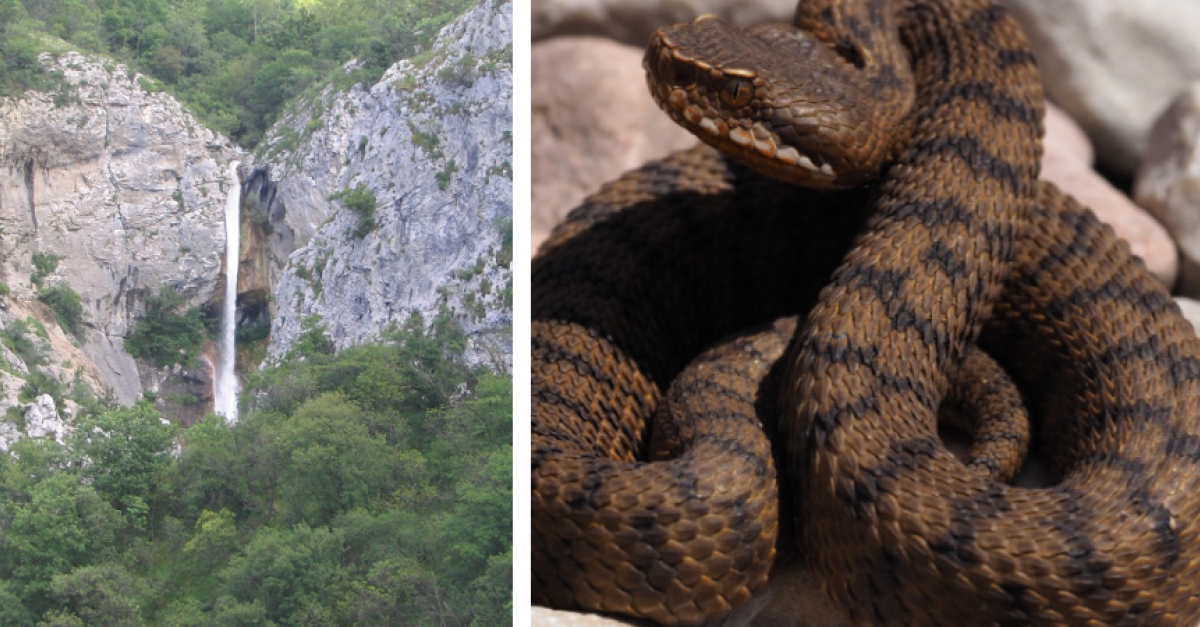 Paura in parete, giovane morso da una vipera mentre arrampica: 26enne ...