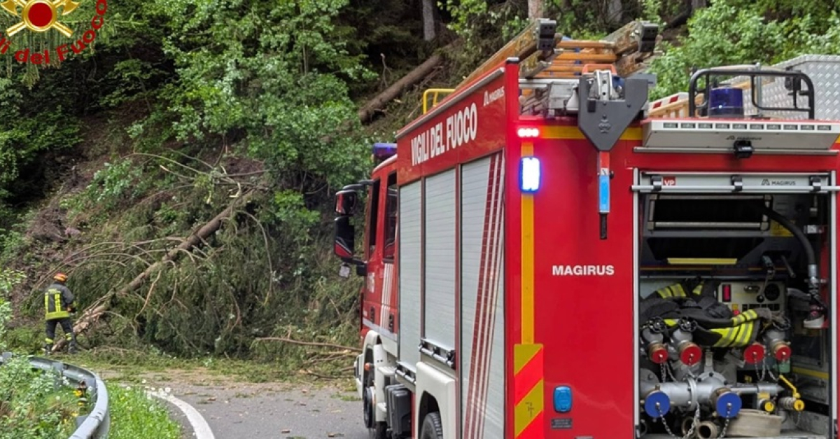 Un forte rumore e il grosso abete si schianta sulla strada a causa del ...