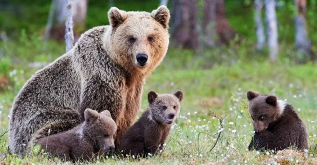 Danni da orso nettamente sotto la media a maggio, un lupo soppresso ...