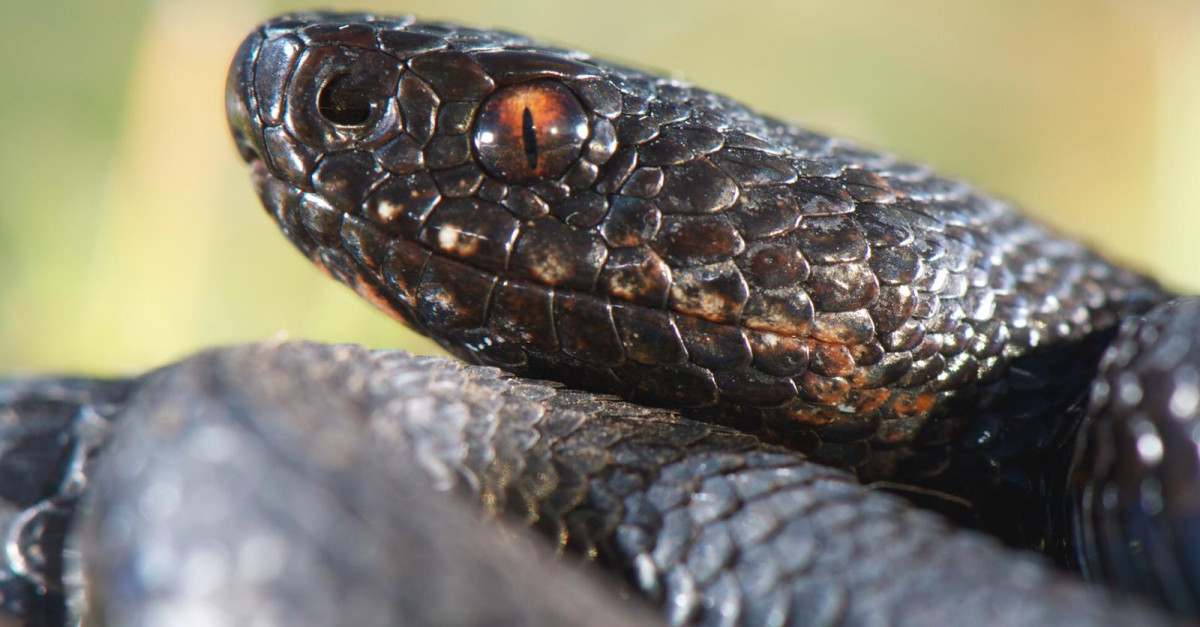 Morso di serpente, ecco cosa fare e cosa non fare dimenticando ...